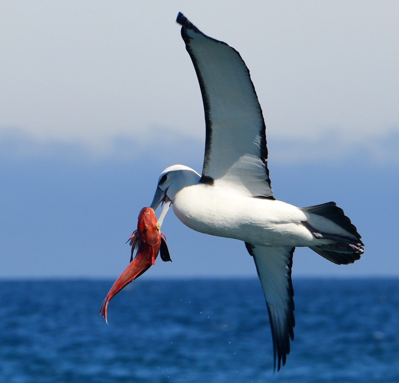 Akaroa Wildlife Cruises - Great Price $95pp | Coast Up Close